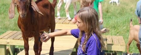 Summer Camps | Drumlin Farm Summer Camp | Motherly Life